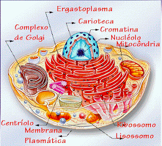Geologia e Biologia - 10º ano: A célula, unidade básica da vida